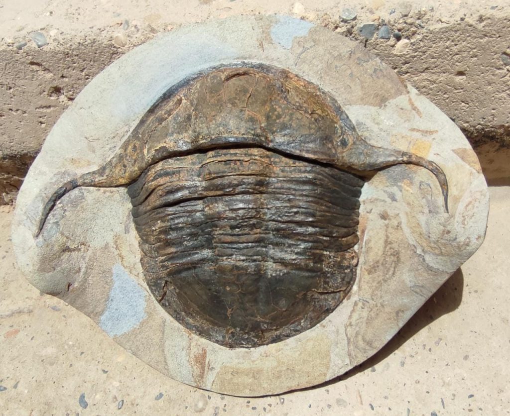 Giant Symphisurina Asaphus Trilobite – Fossil Sahara