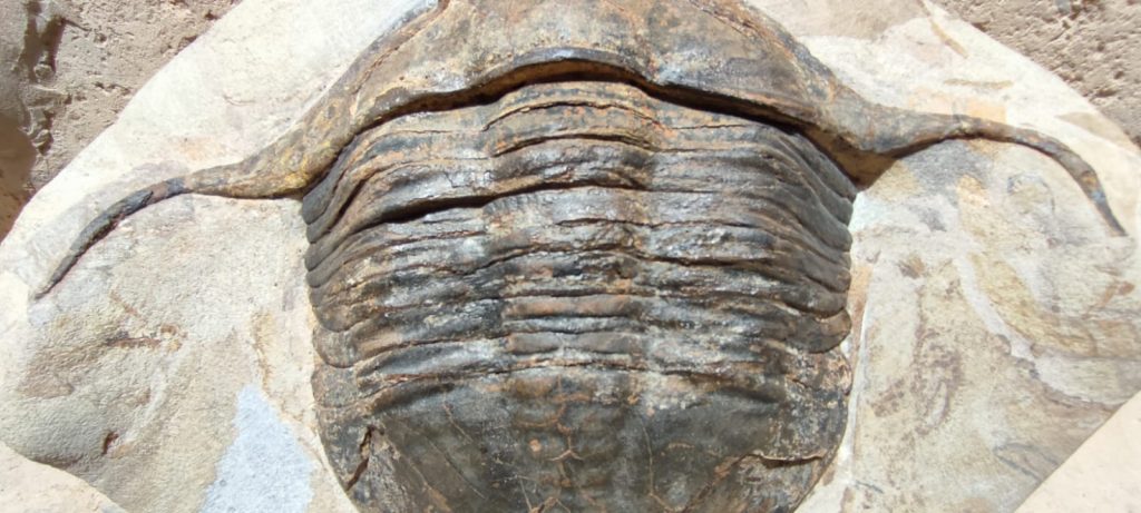 Giant Symphisurina Asaphus Trilobite – Fossil Sahara
