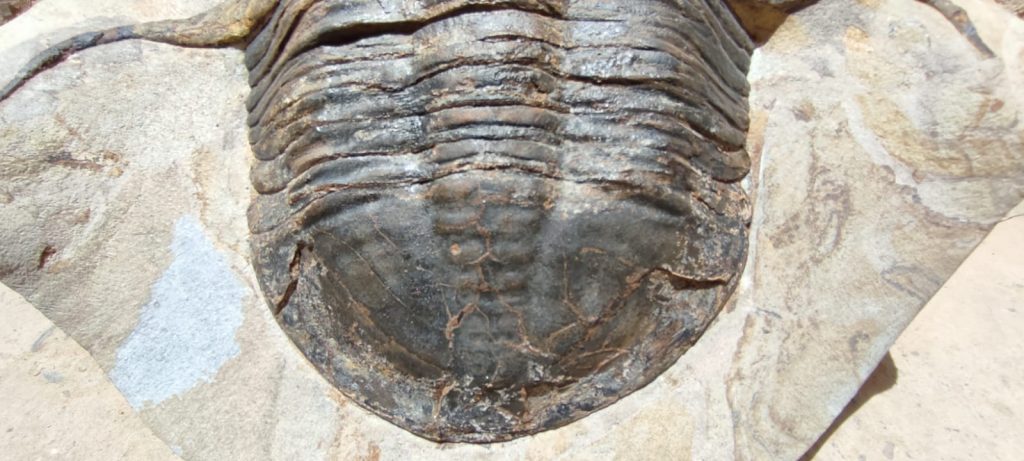 Giant Symphisurina Asaphus Trilobite – Fossil Sahara