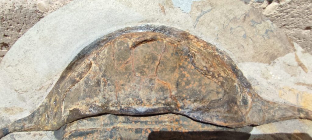 Giant Symphisurina Asaphus Trilobite – Fossil Sahara